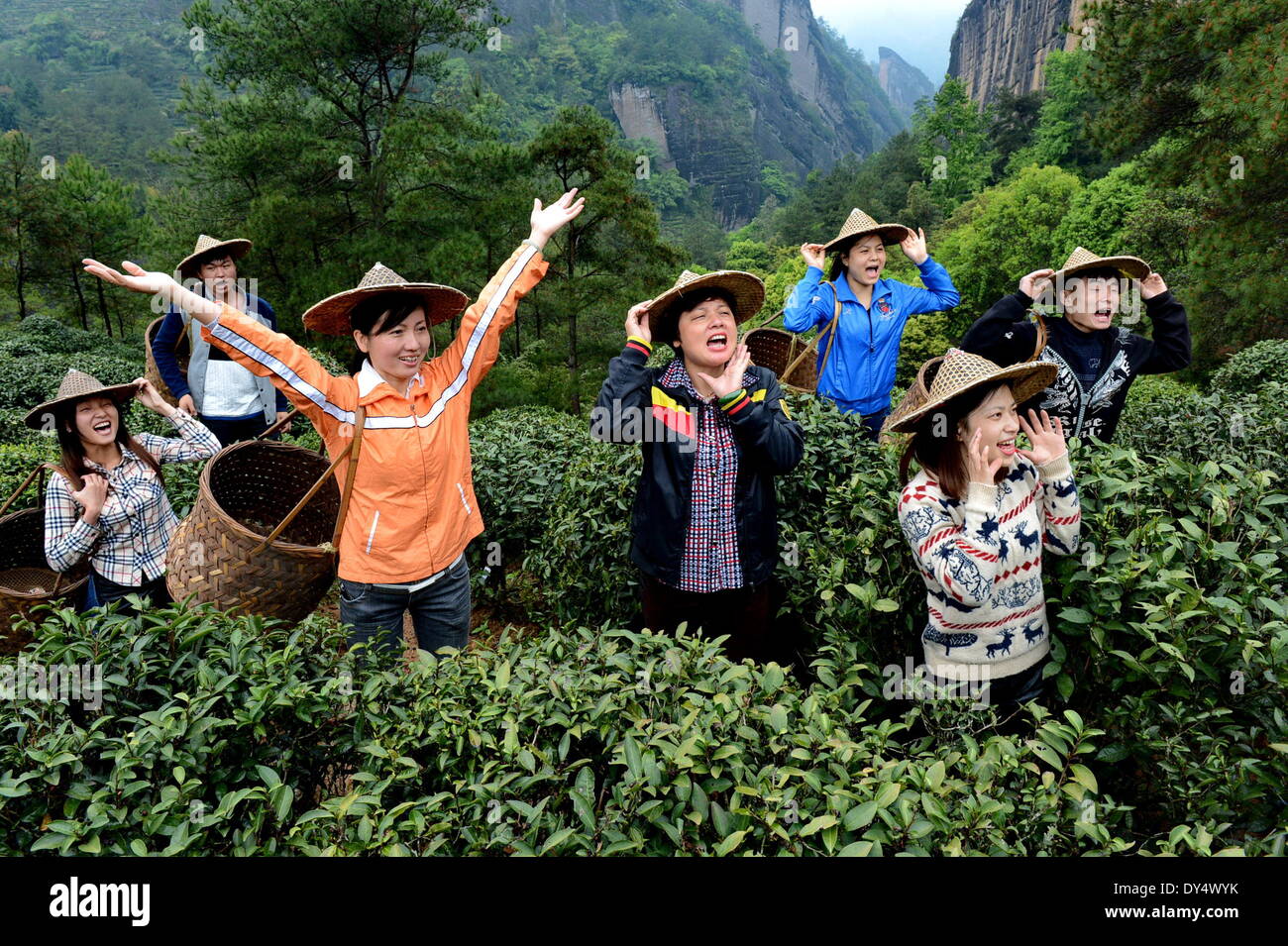 Tea garden fujian hi-res stock photography and images - Alamy