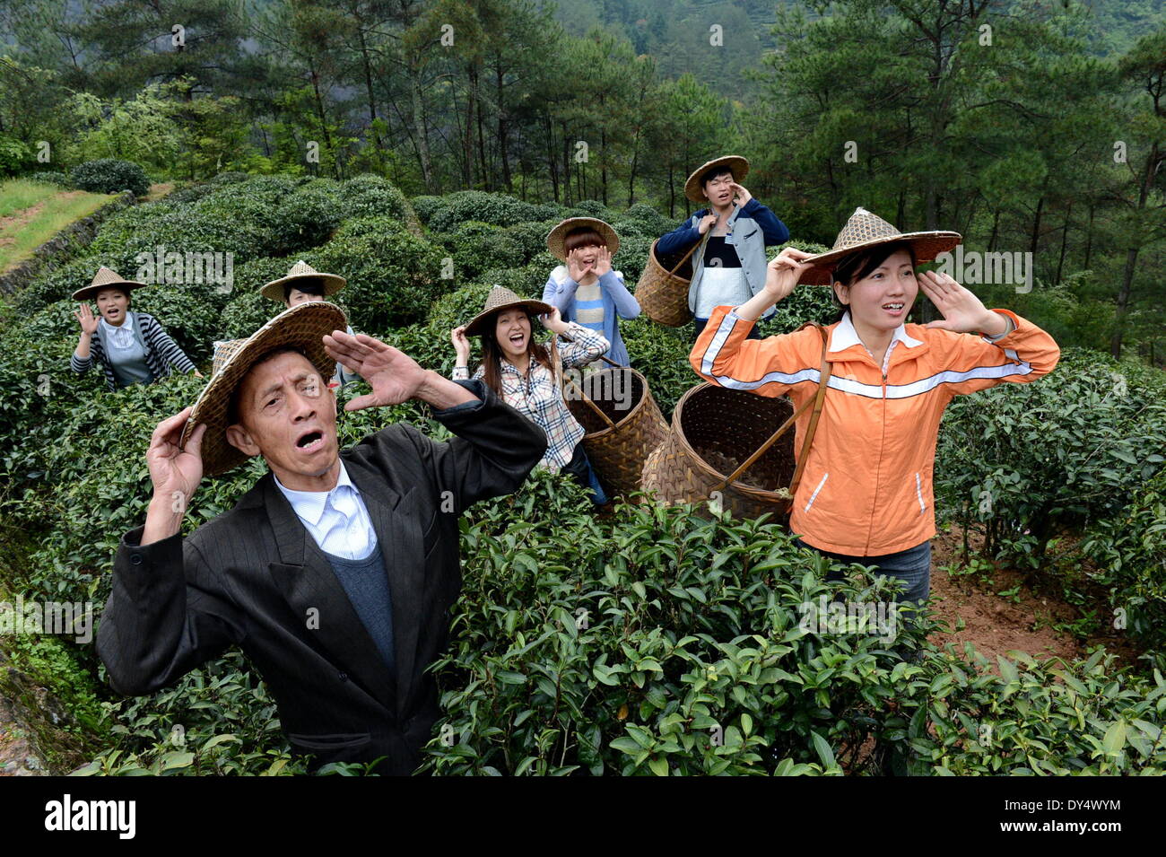 Tea garden fujian hi-res stock photography and images - Alamy