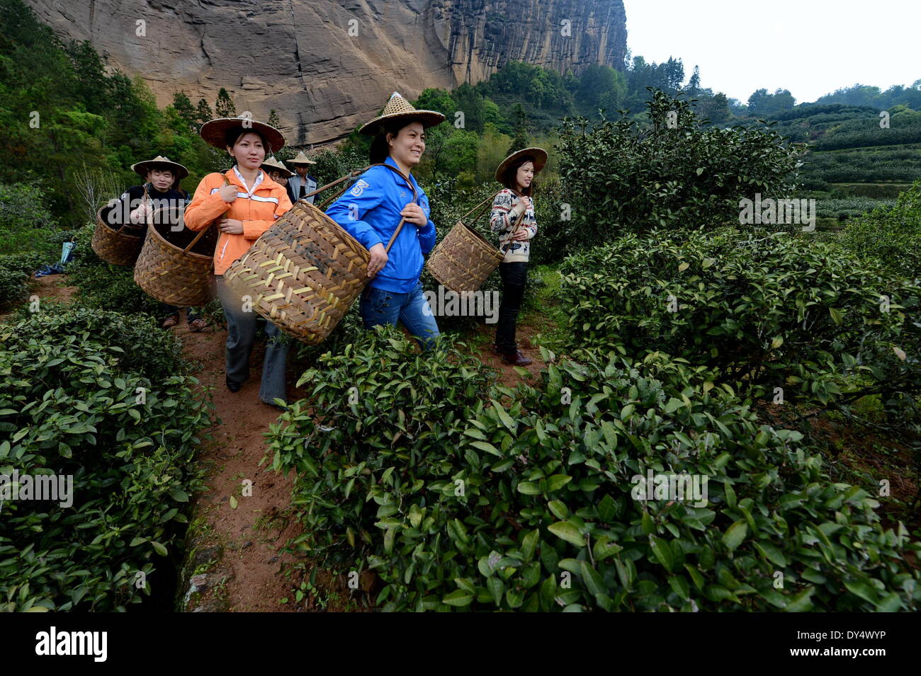 Tea garden fujian hi-res stock photography and images - Alamy