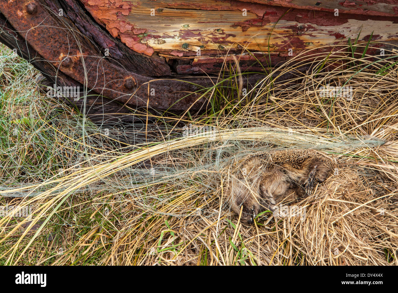Hedgehog boat hi-res stock photography and images - Alamy