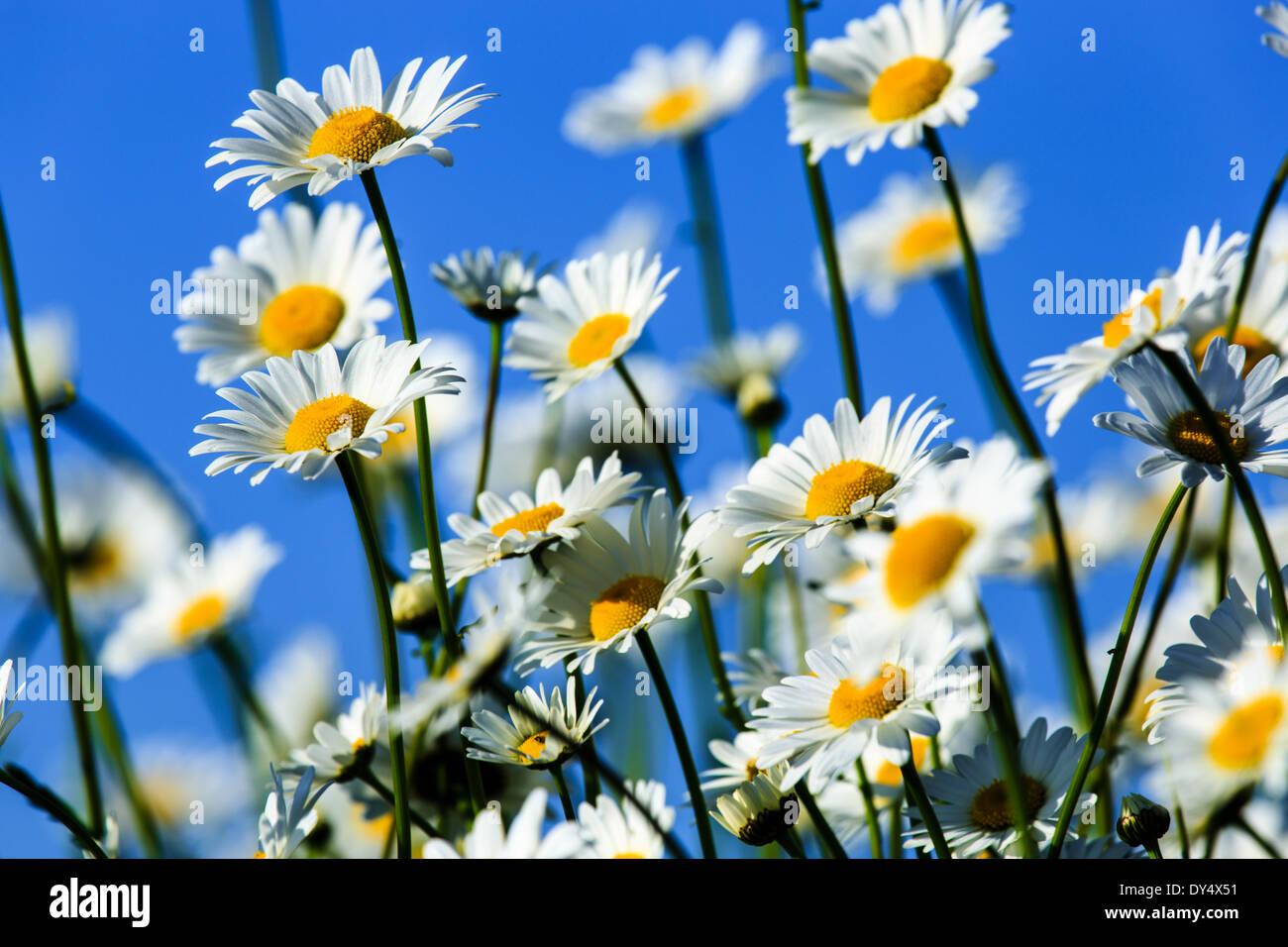 Daisy flowers with blue sky background Stock Photo - Alamy