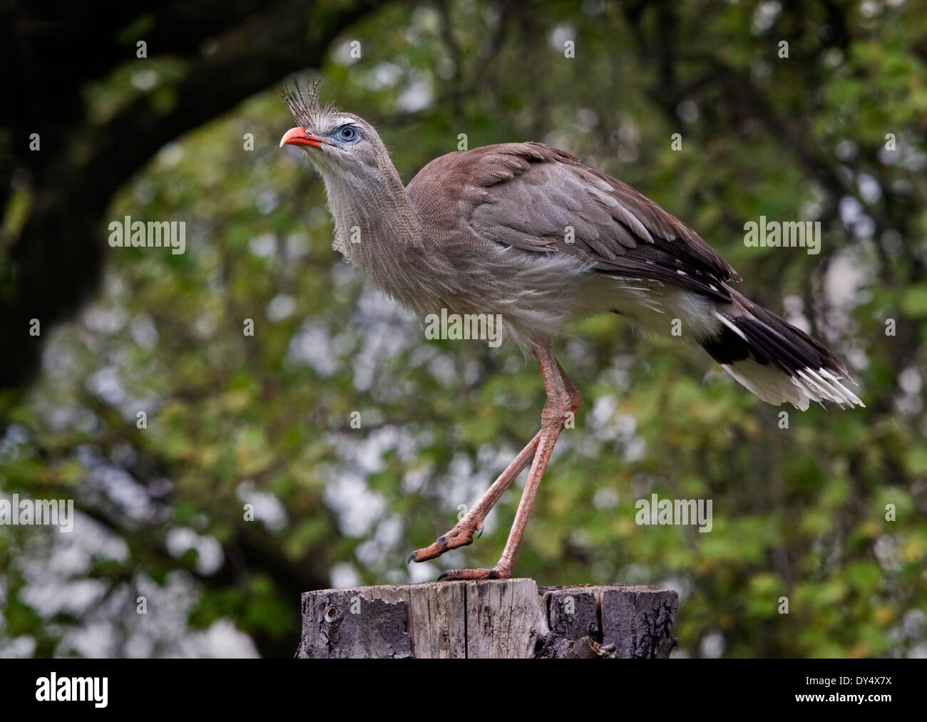 Red Legged Seriema (cariama cristata Stock Photo - Alamy