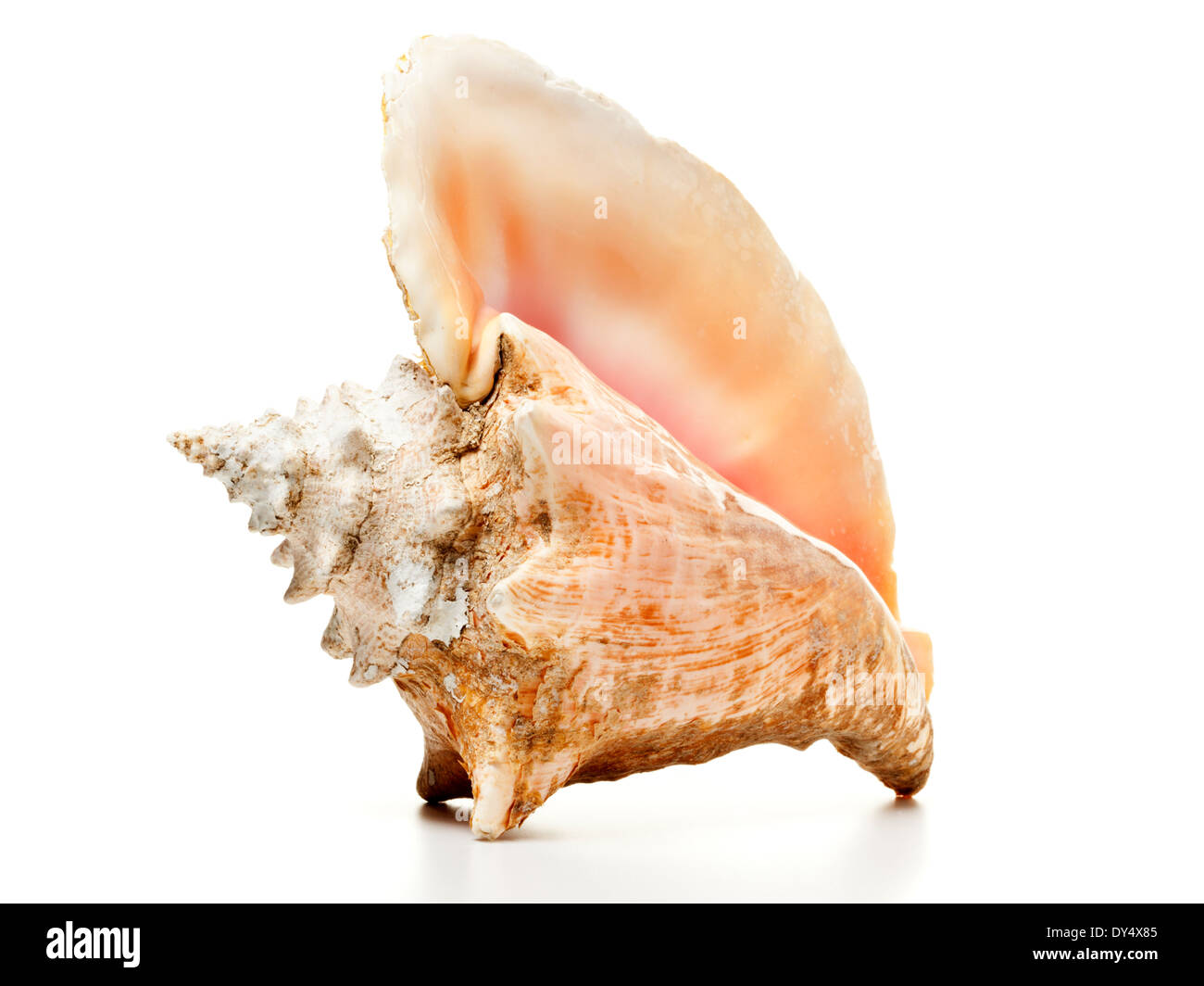 Queen Conch Shell High Resolution Stock Photography and Images - Alamy