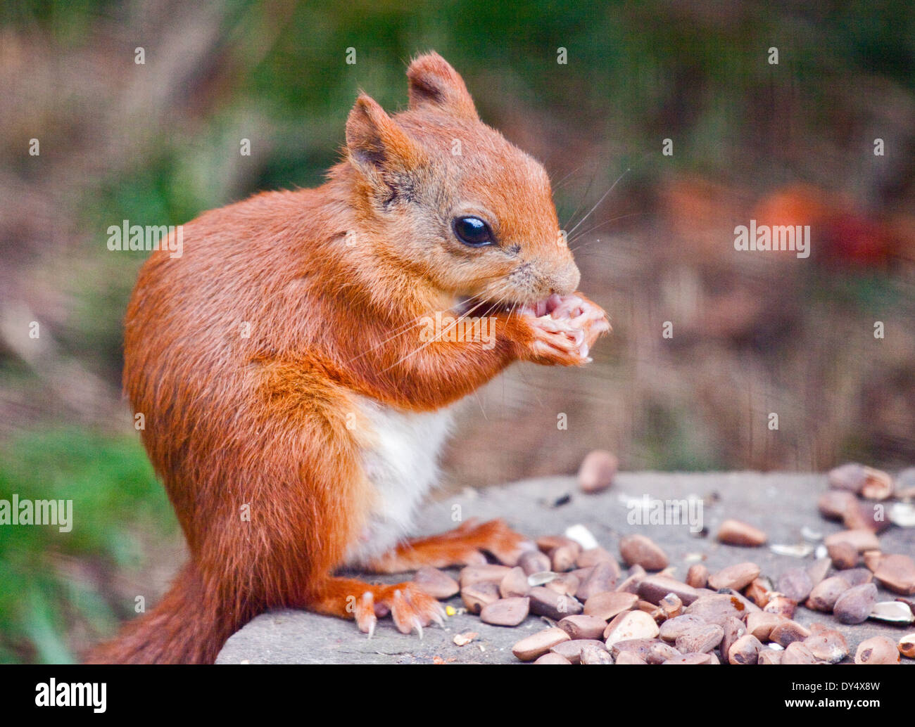 Red squirrels eating nuts hi-res stock photography and images - Alamy
