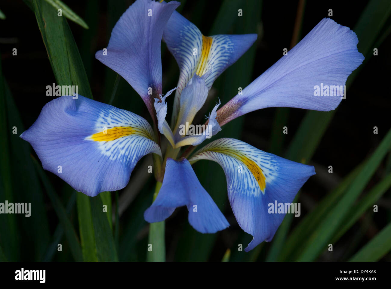 Iris unguicularis hi-res stock photography and images - Alamy