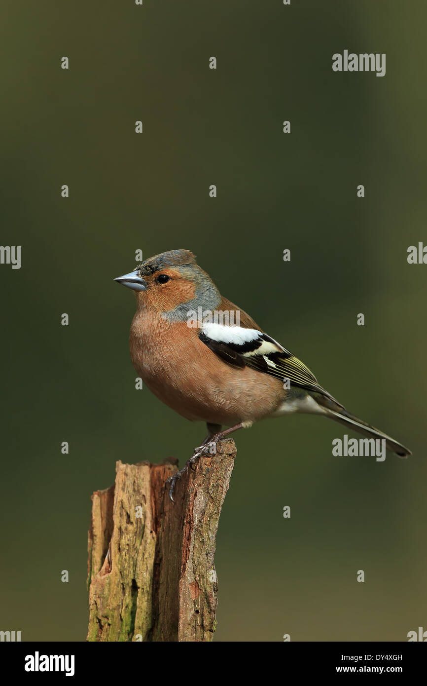 Chaffinches england hi-res stock photography and images - Alamy