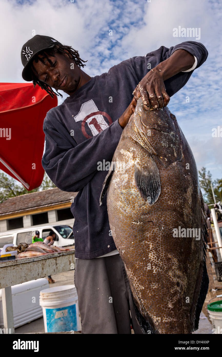 A fisherman holds a giant grouper at the fresh fish market Montagu ...