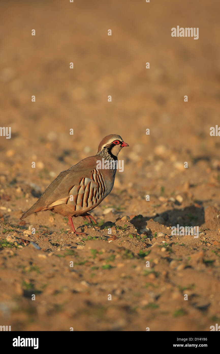 Red-legged Partridge (Alectoris rufa Stock Photo - Alamy