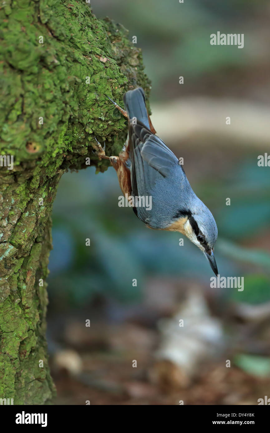 Nuthatch (Sitta europaea caesia Stock Photo - Alamy