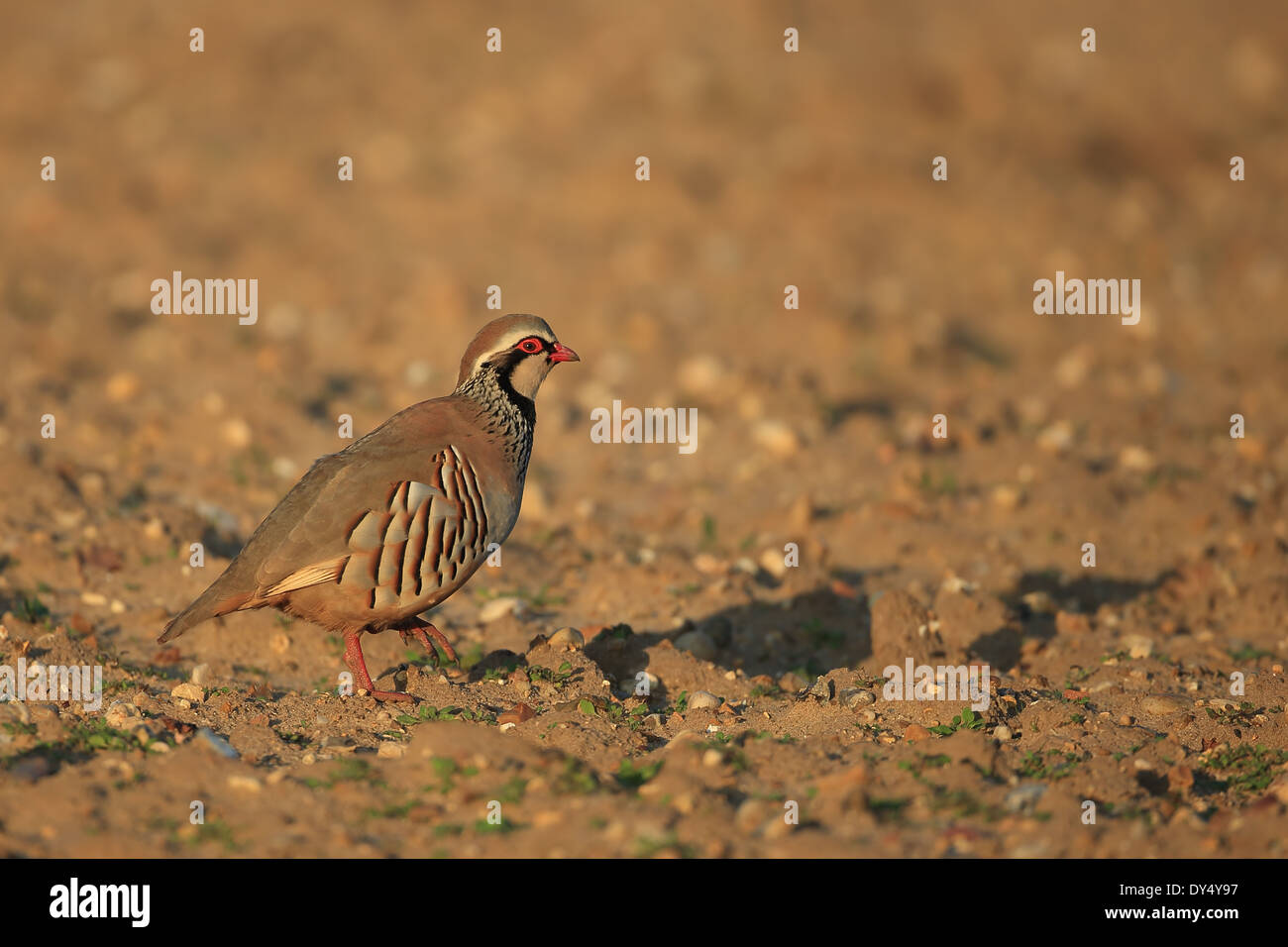 Red-legged Partridge (Alectoris rufa Stock Photo - Alamy