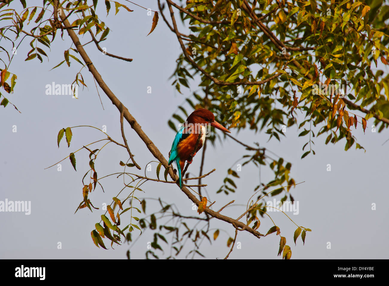 The Chambal River is a tributary to Yamuna River in Central India,forms ...