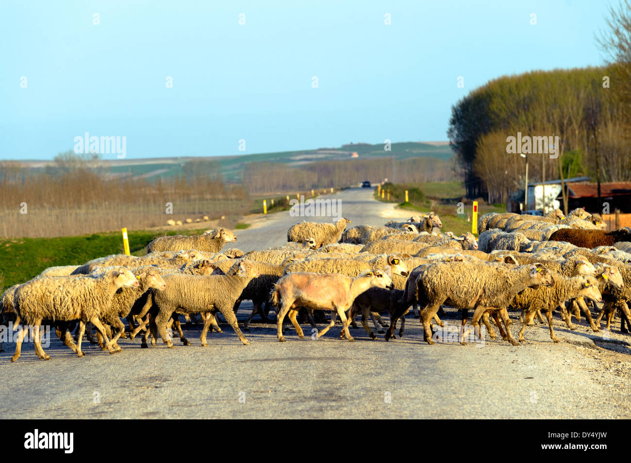 sheep crossing the road in countryside of Edirne Turkey Stock Photo - Alamy
