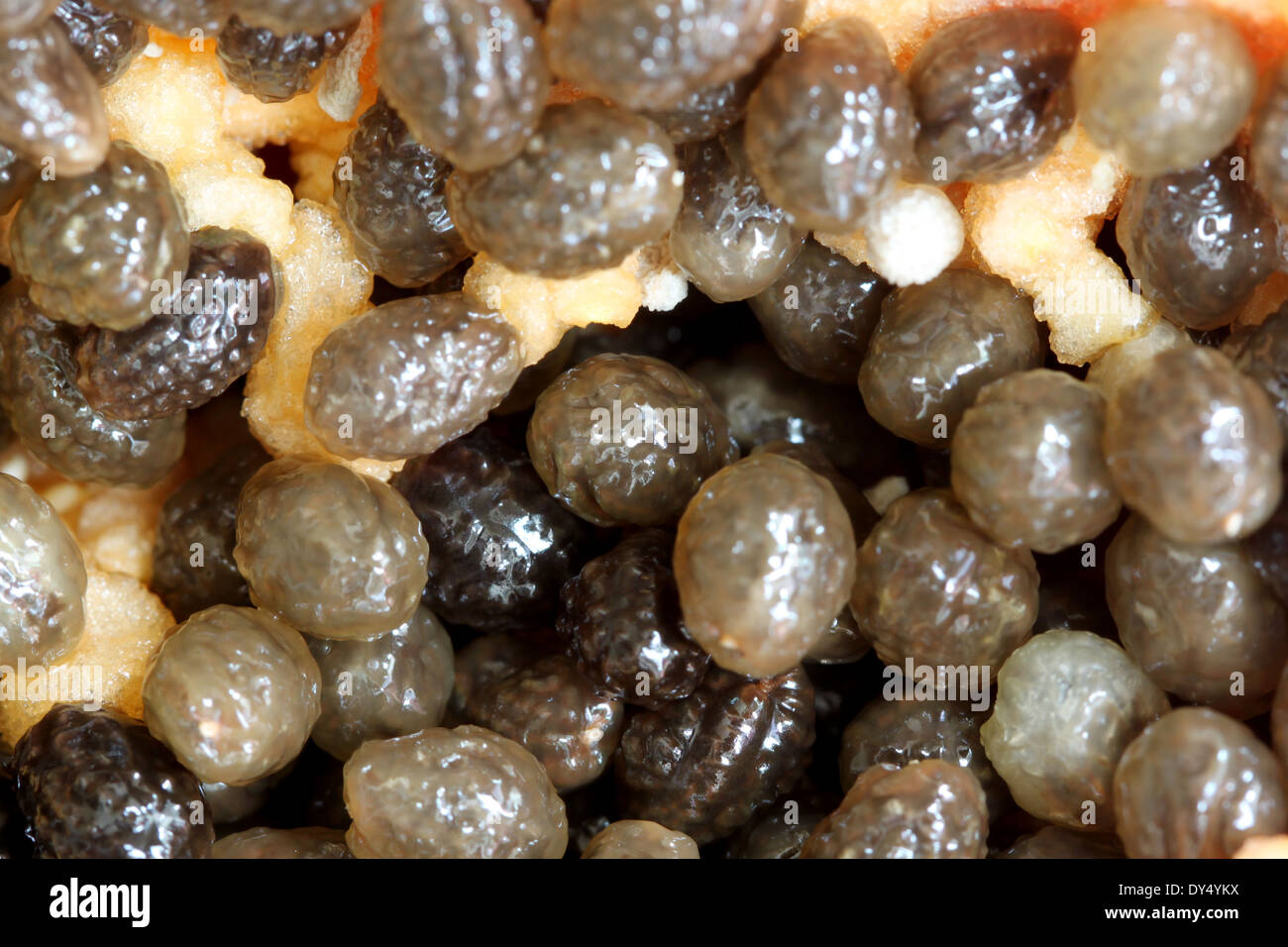 Papaya texture hi-res stock photography and images - Alamy