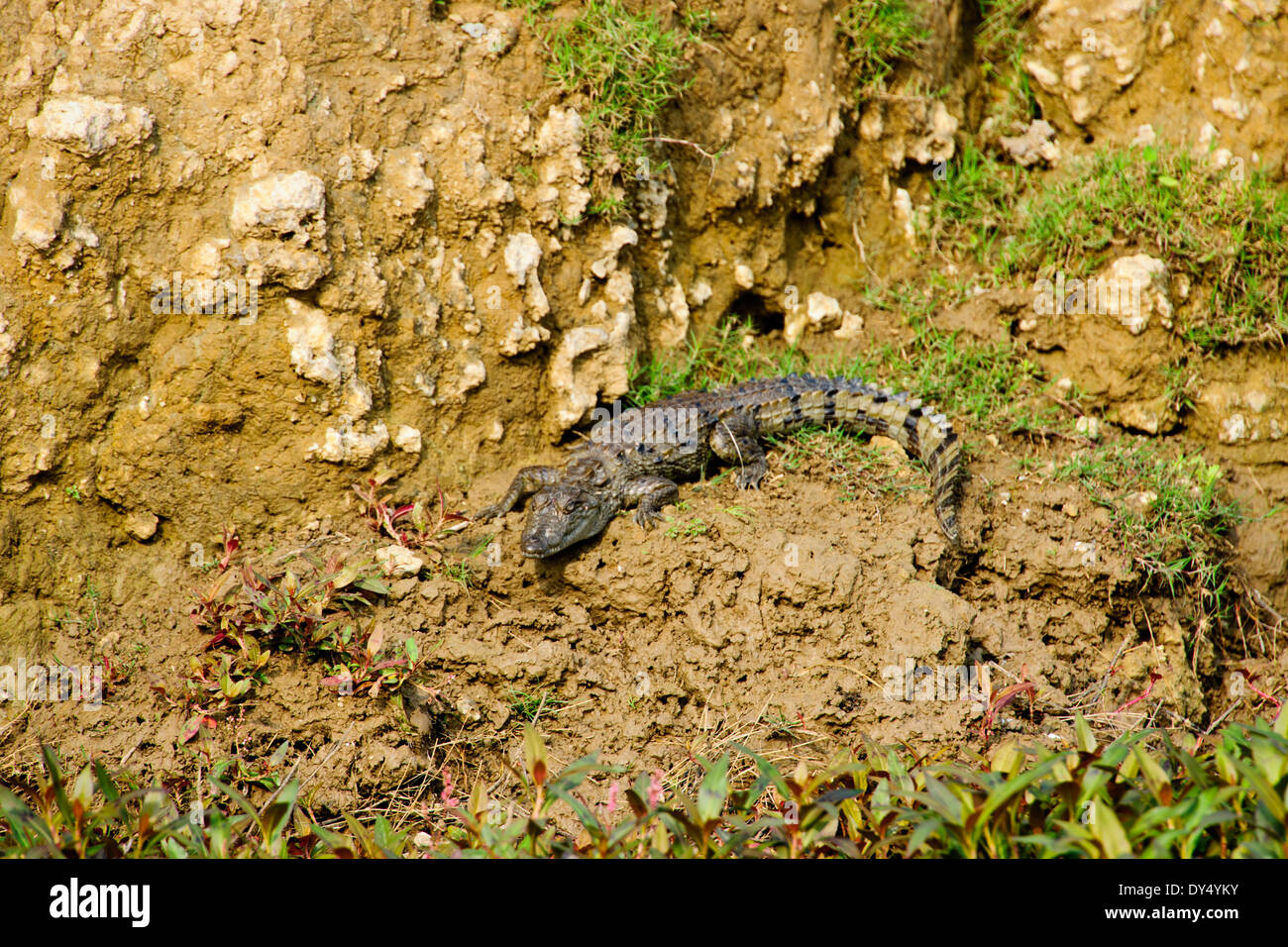 The Chambal River is a tributary to Yamuna River in Central India,forms ...