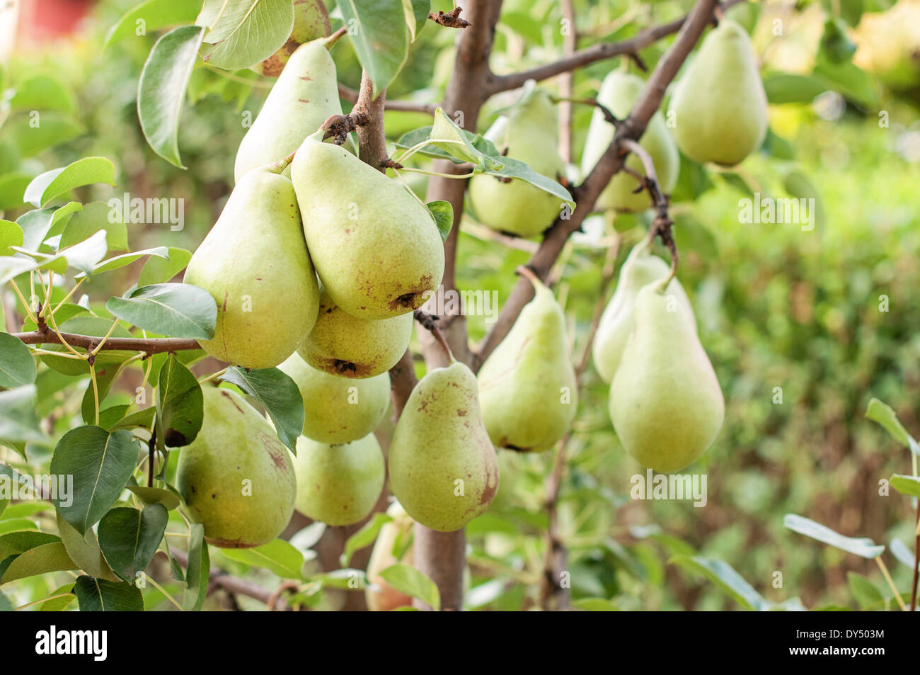 Small Pear tree with many fruits on it Stock Photo - Alamy