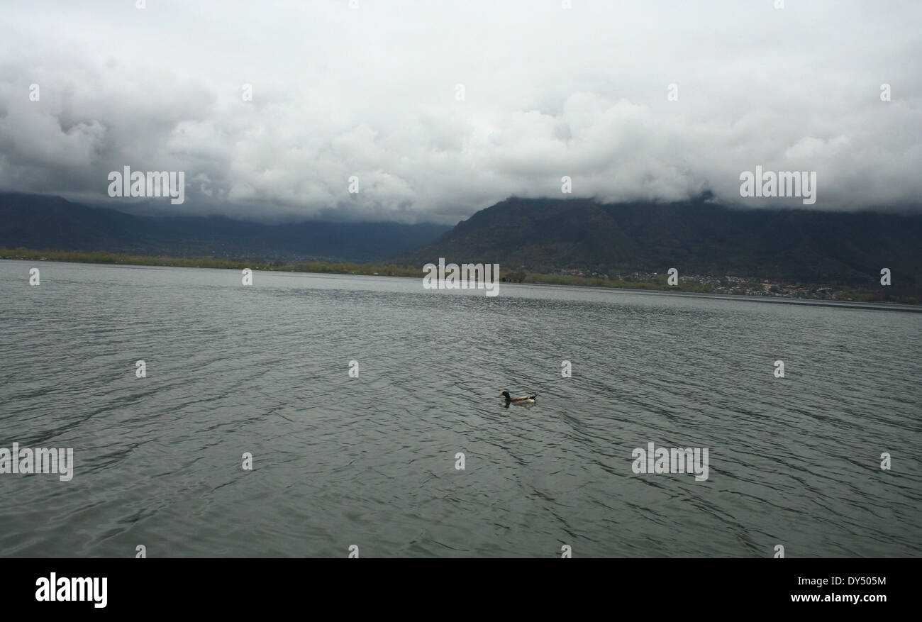 Srinagar, Indian Administered Kashmir. 7th April, 2014. A swan baths at ...