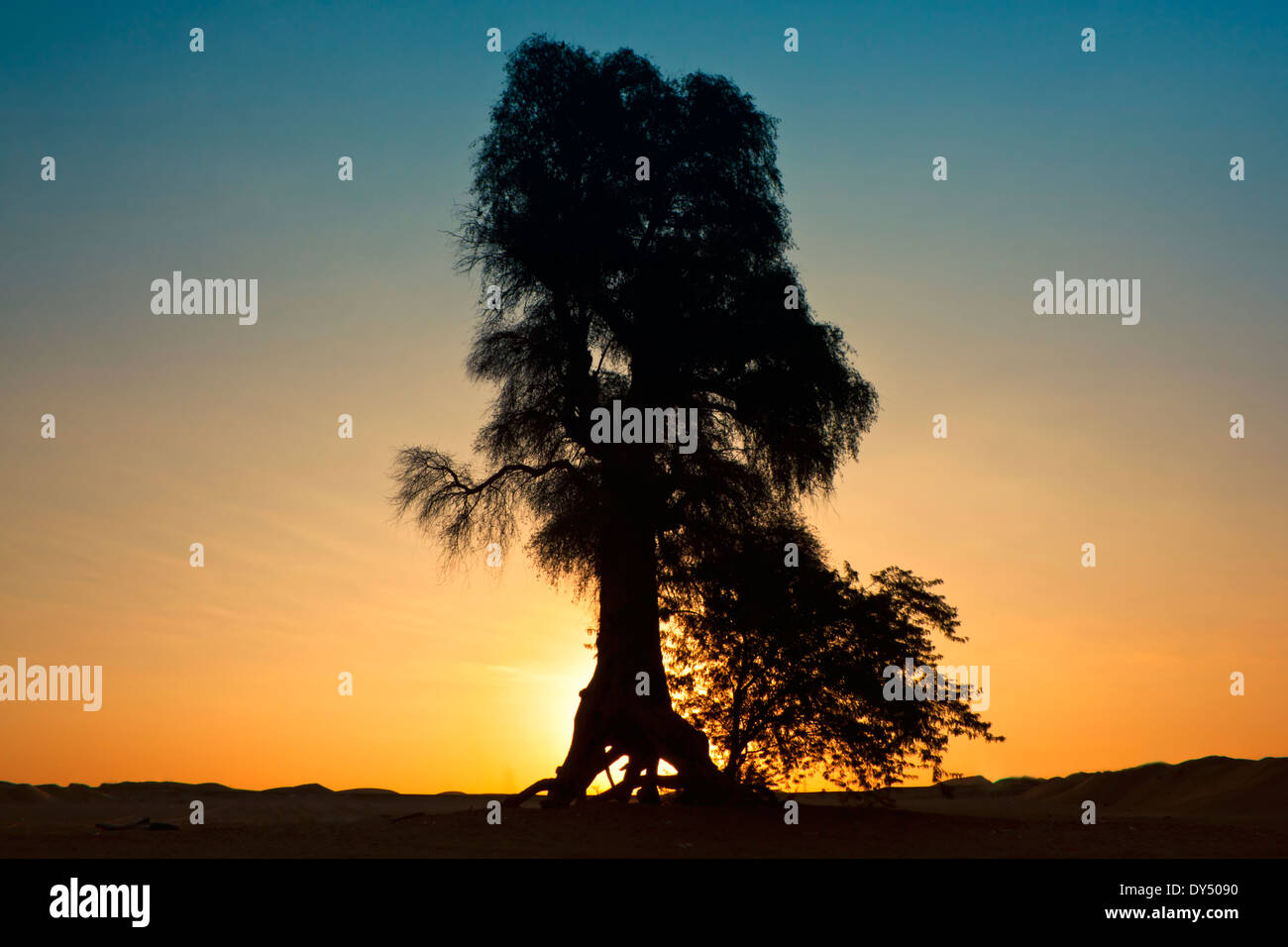 Lonely desert tree hi-res stock photography and images - Alamy