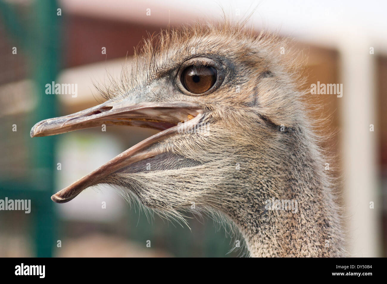 African ostrich eye hi-res stock photography and images - Alamy