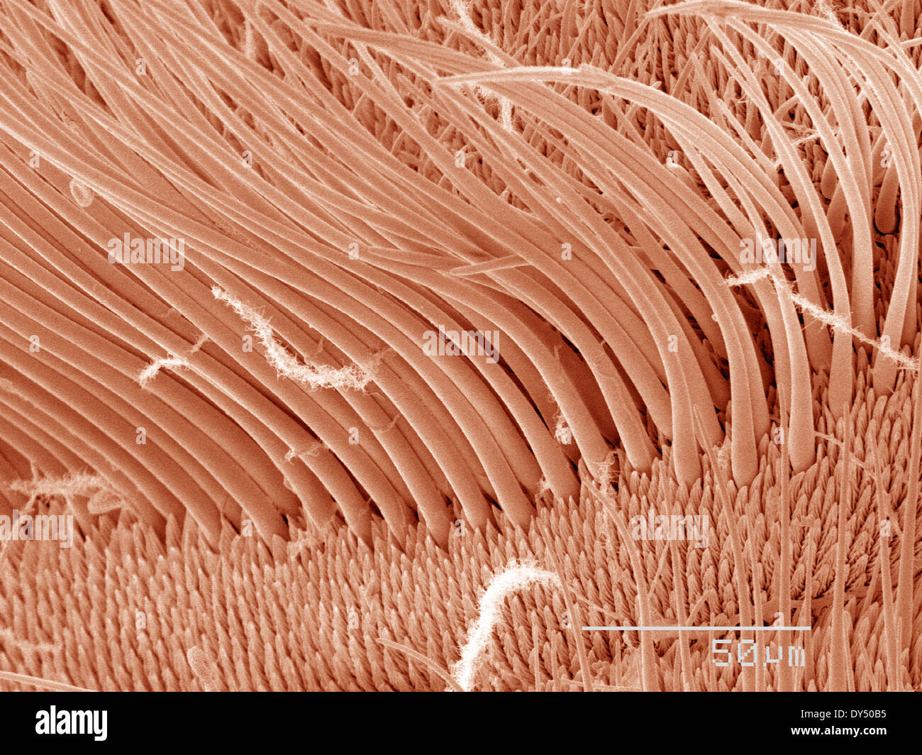 Coloured SEM of antenna of a hawk moth Stock Photo - Alamy