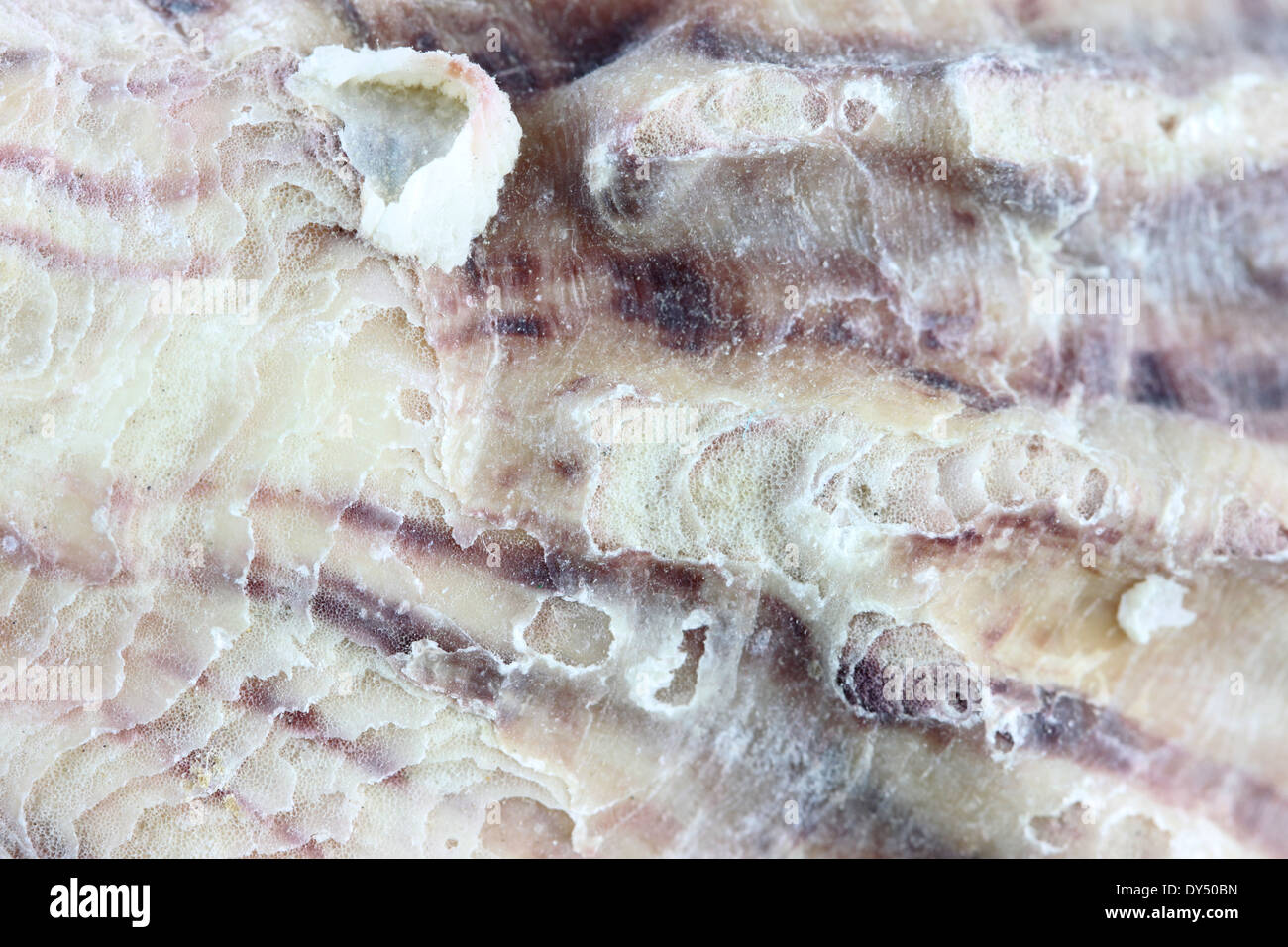 macro of sea shells isolated on white background Stock Photo - Alamy