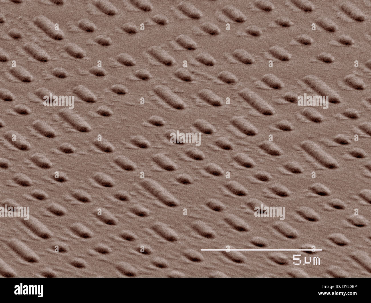 Sem coloured scanning electron microscope hi-res stock photography and ...