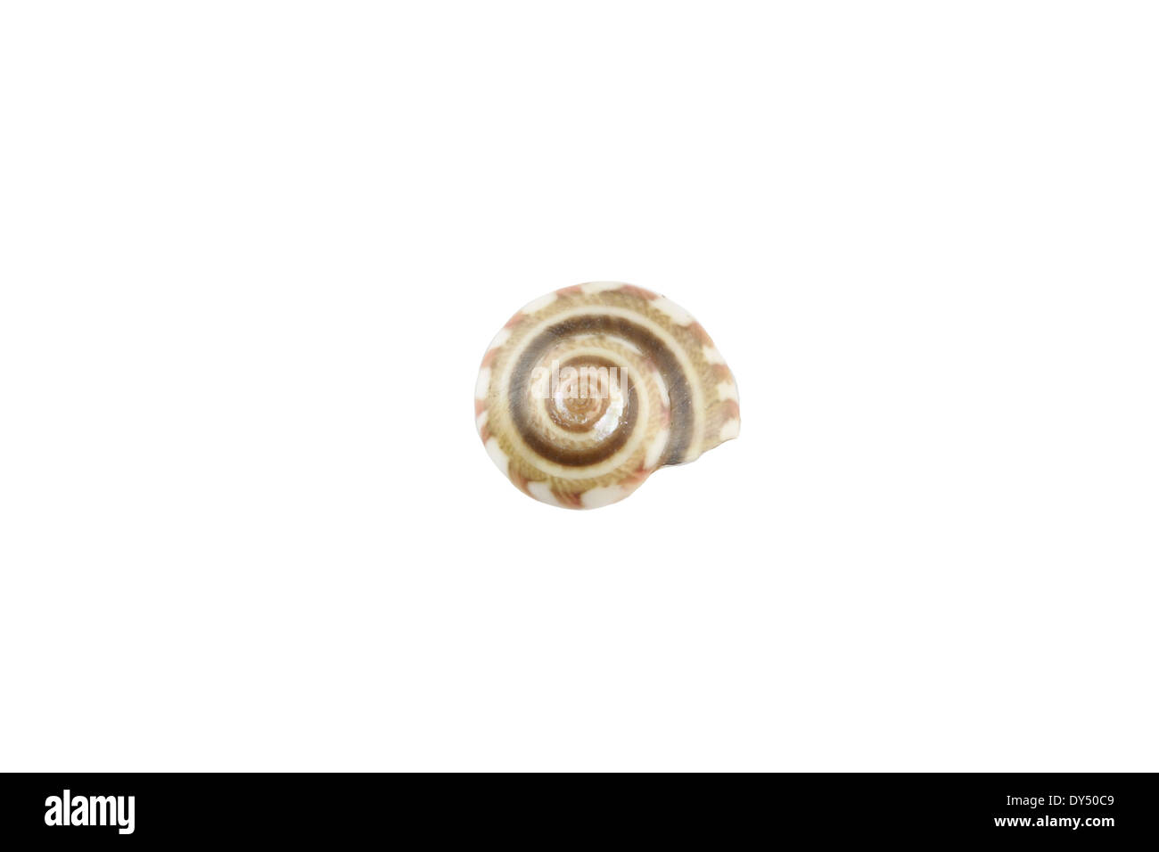 sea shells isolated on white background Stock Photo - Alamy