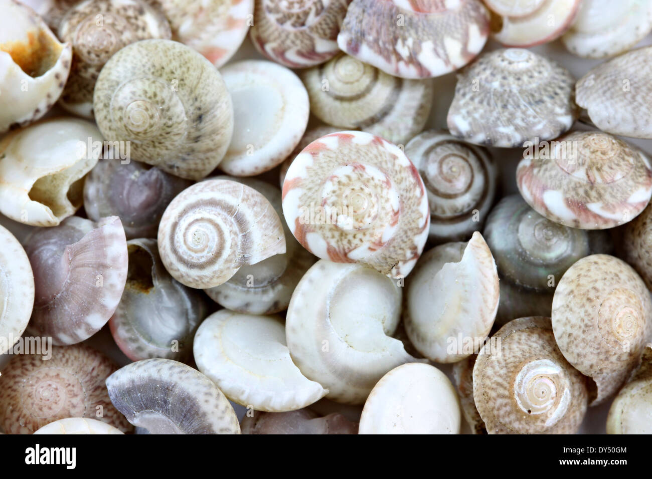macro of sea shells for background Stock Photo - Alamy