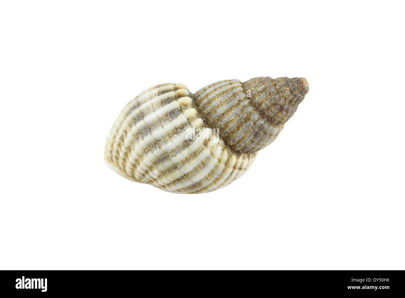 sea shells isolated on white background Stock Photo - Alamy