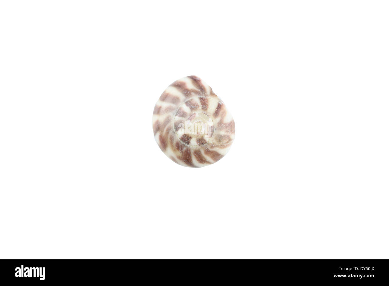 sea shells isolated on white background Stock Photo - Alamy