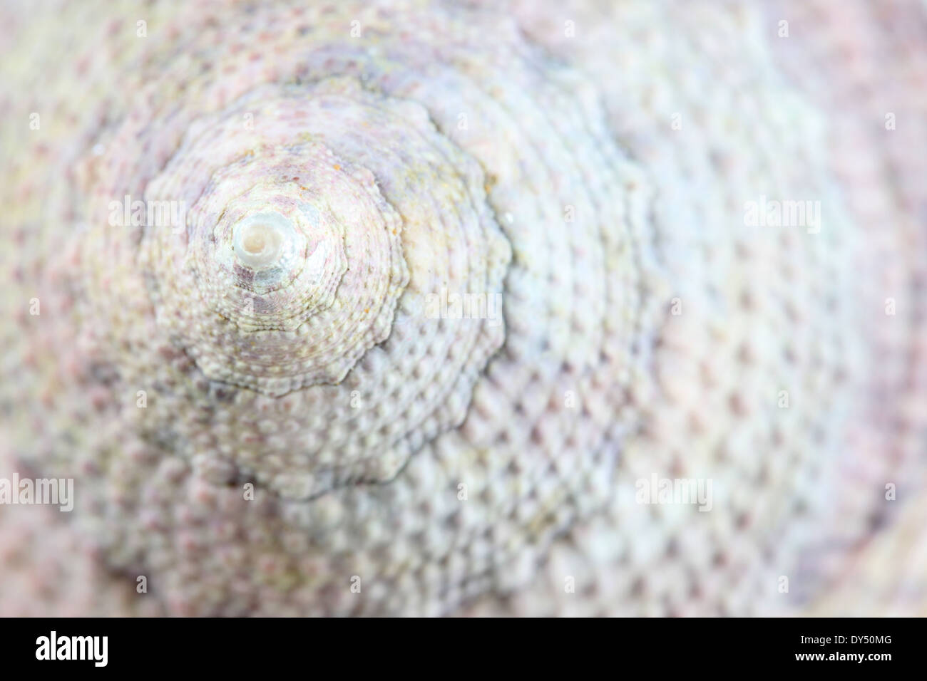macro of sea shells isolated on white background Stock Photo - Alamy