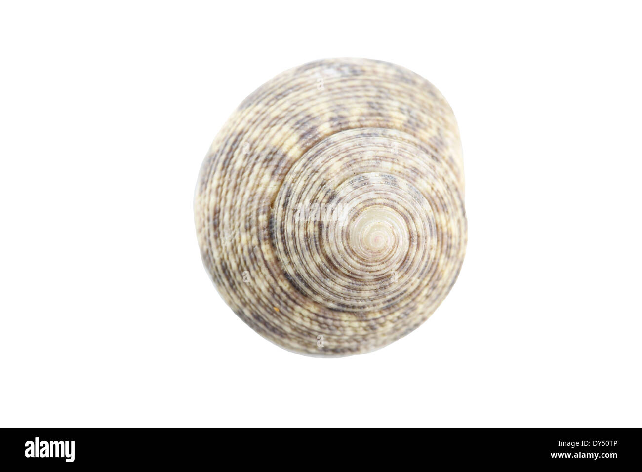 sea shells isolated on white background Stock Photo - Alamy