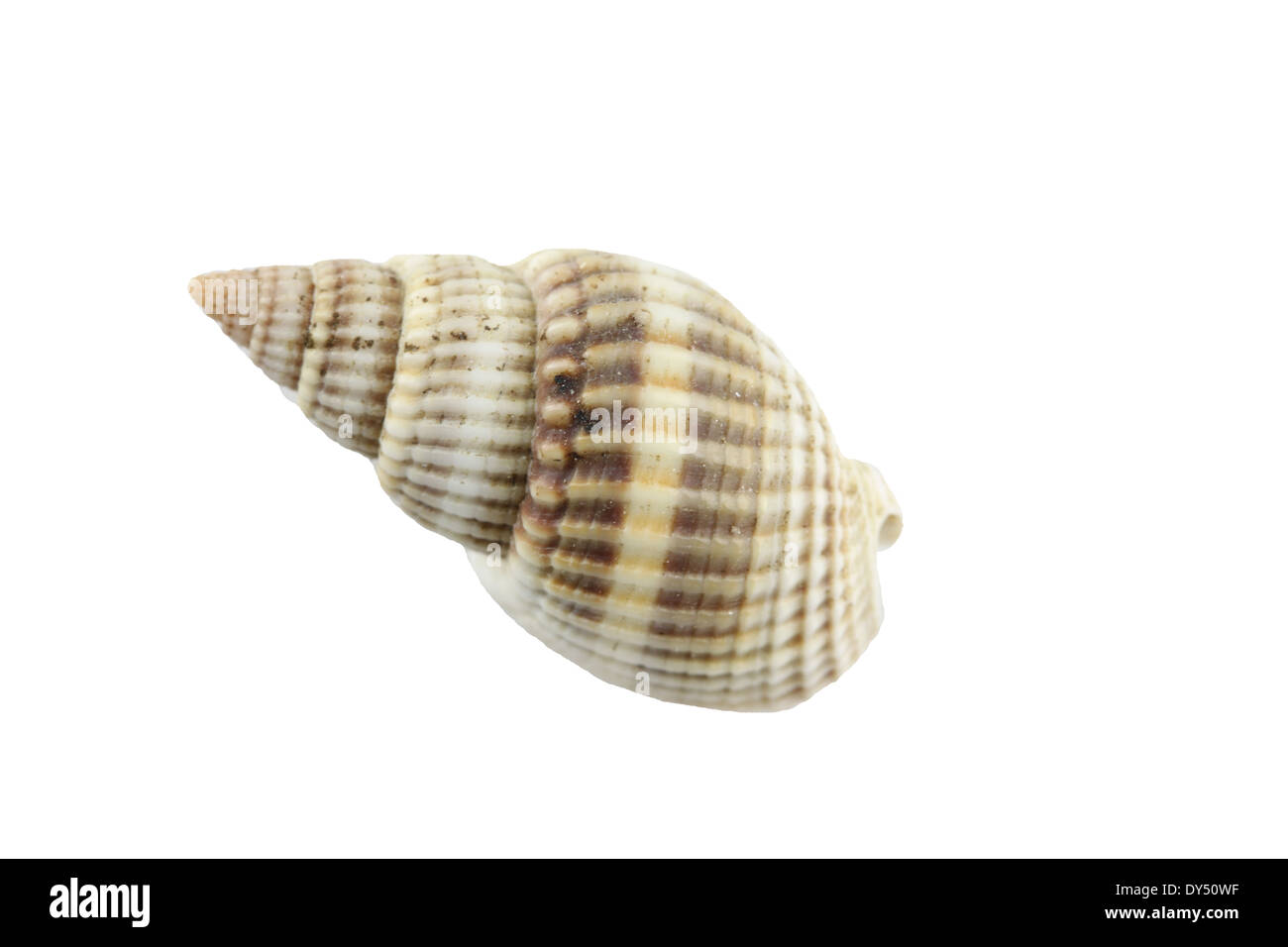 sea shells isolated on white background Stock Photo - Alamy