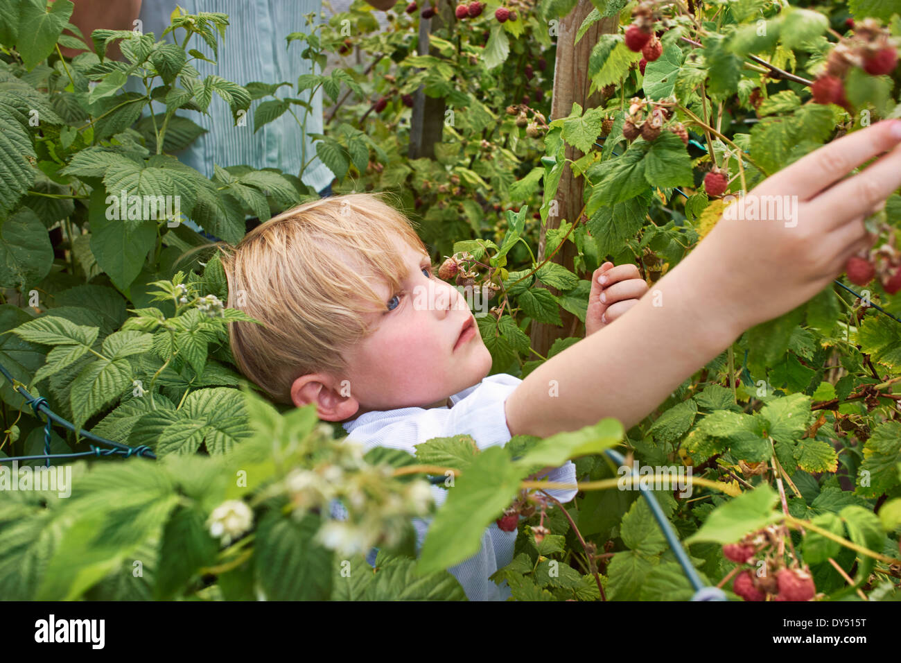 Child with berry hi-res stock photography and images - Alamy