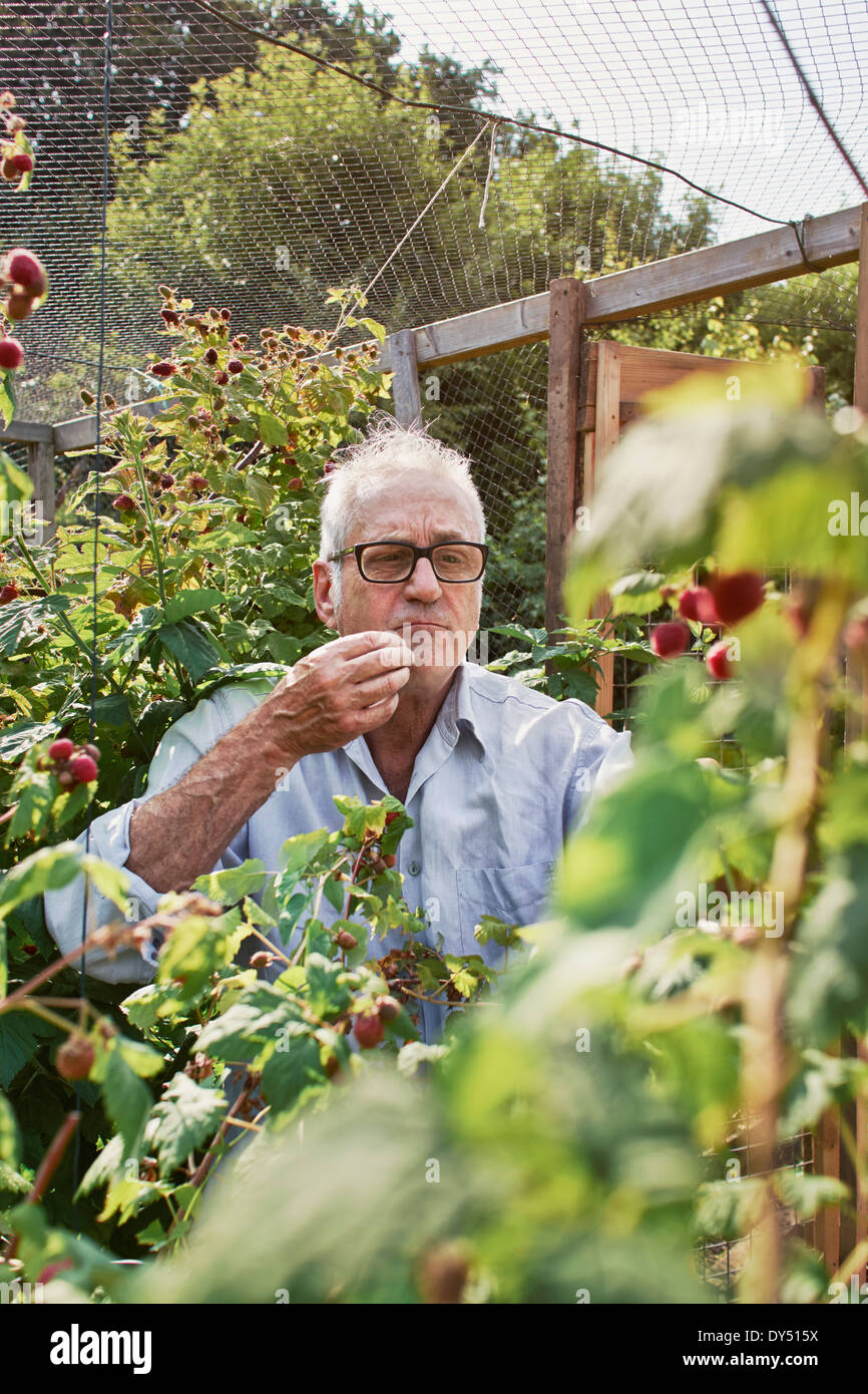 Old berry farm hi-res stock photography and images - Alamy
