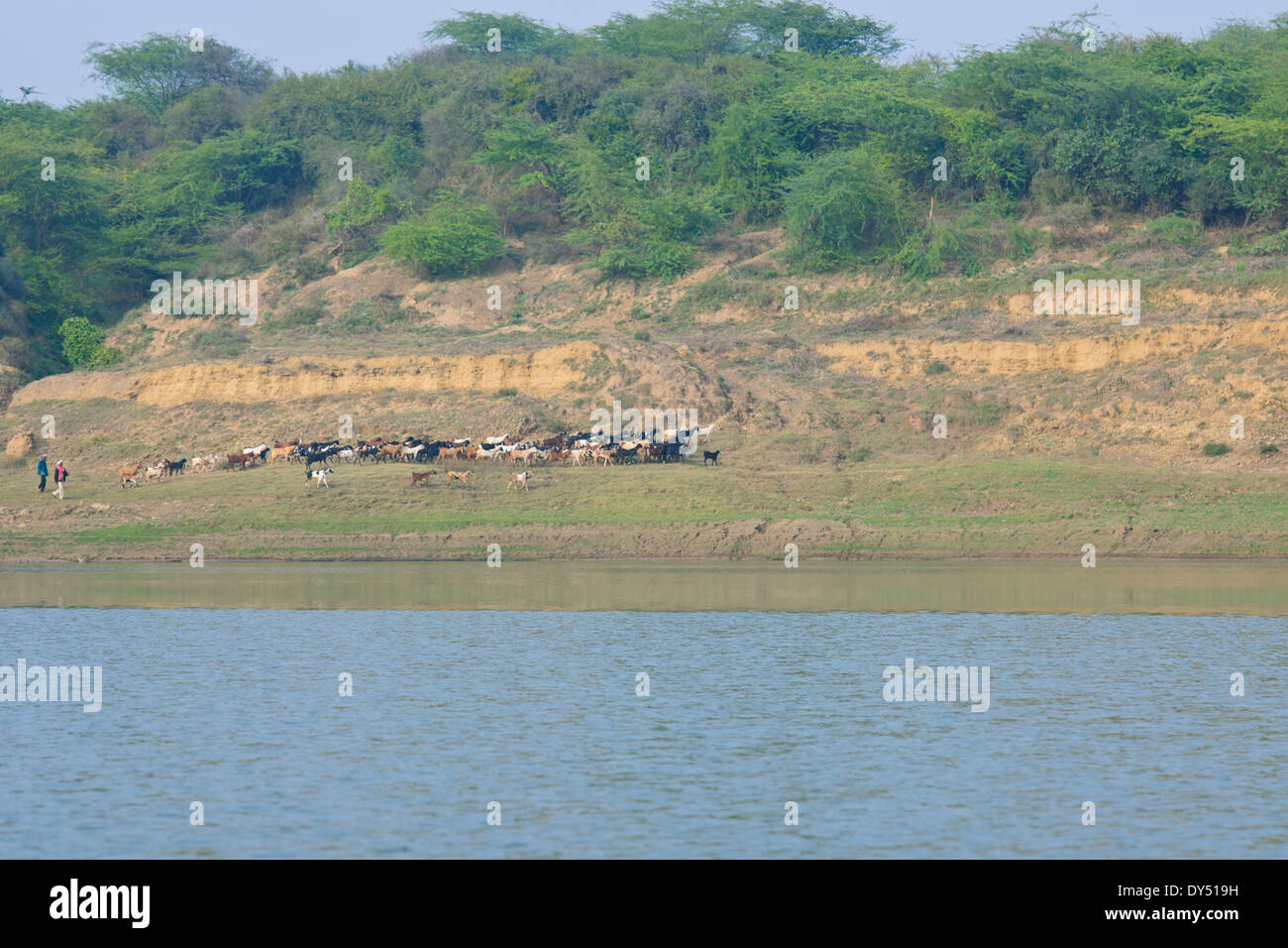 The Chambal River is a tributary to Yamuna River in Central India,forms ...
