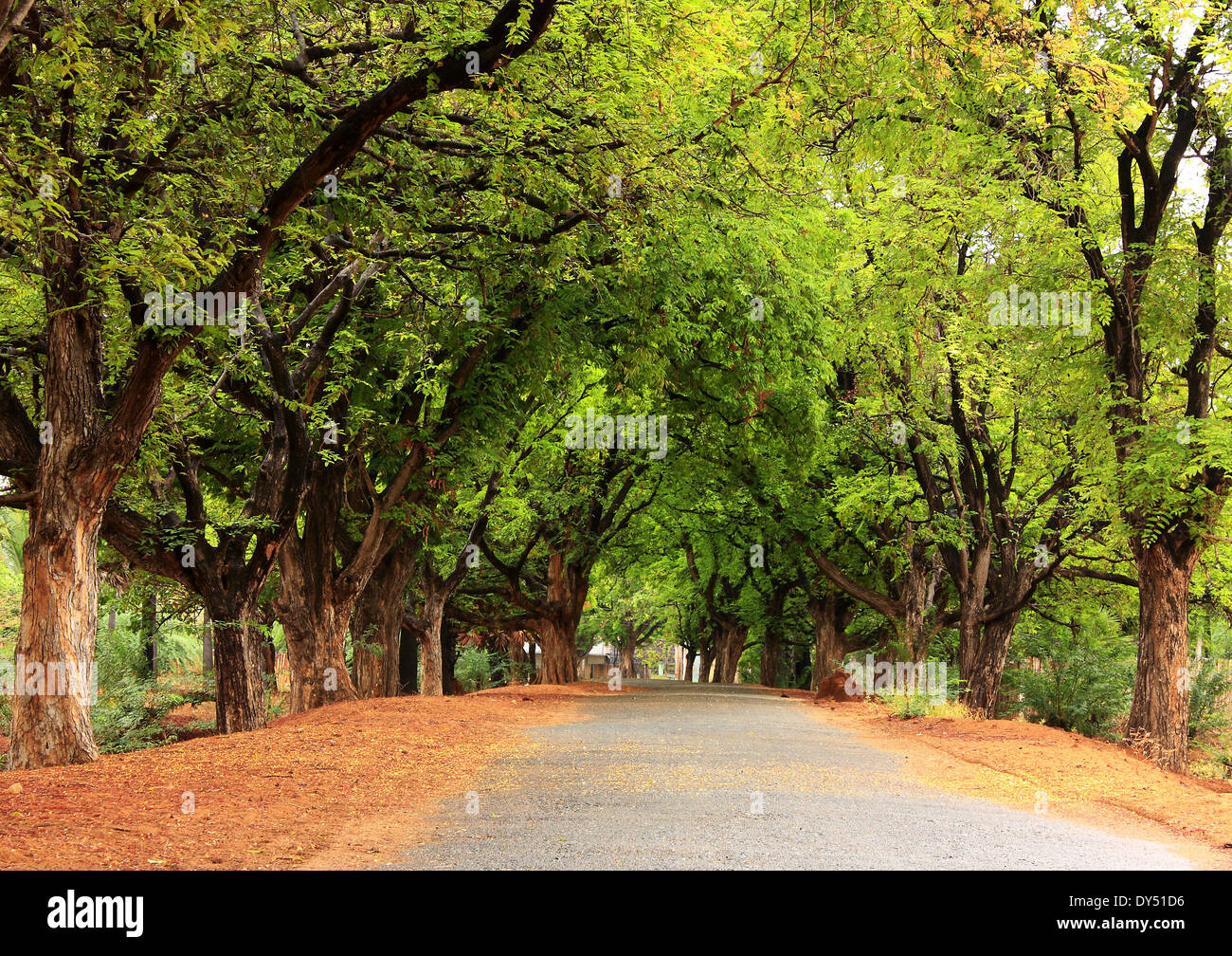 Beautiful village road in India, with tamarind tree both sides Stock ...