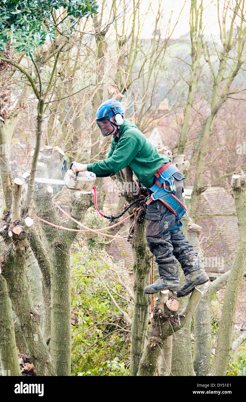 Tree surgeon working up a tree using chainsaw Stock Photo - Alamy