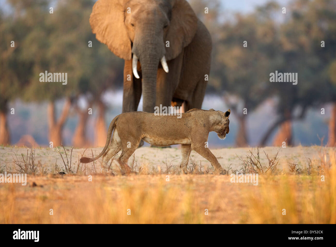 Lioness - Panthera leo - walking past African elephant bull - Loxodonta ...