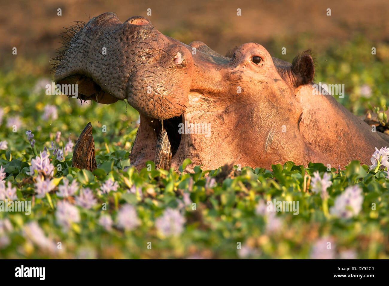 Hippo feeding hi-res stock photography and images - Alamy