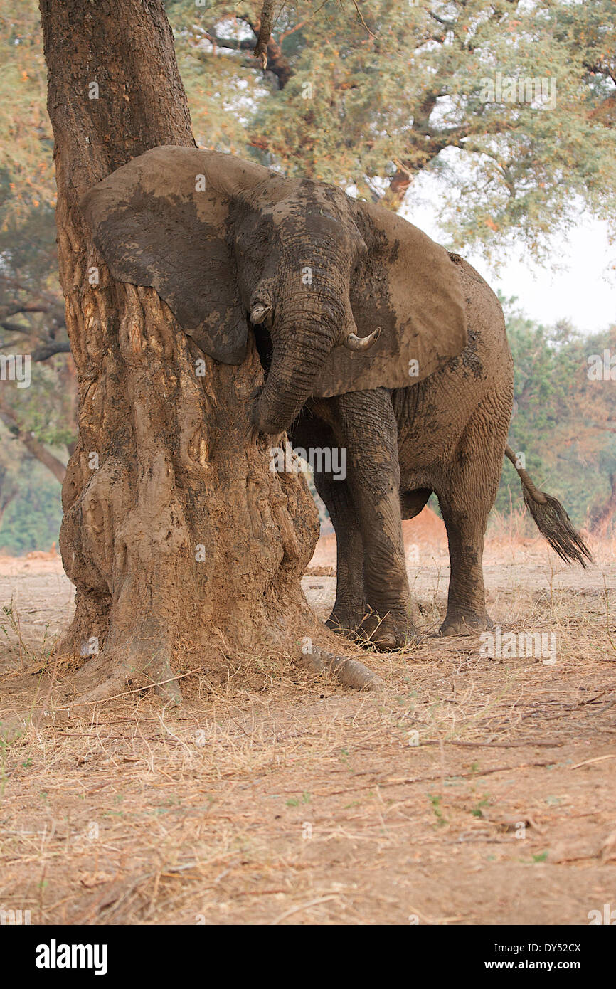 African elephant - Loxodonta africana - bull, after mud bath, Mana ...