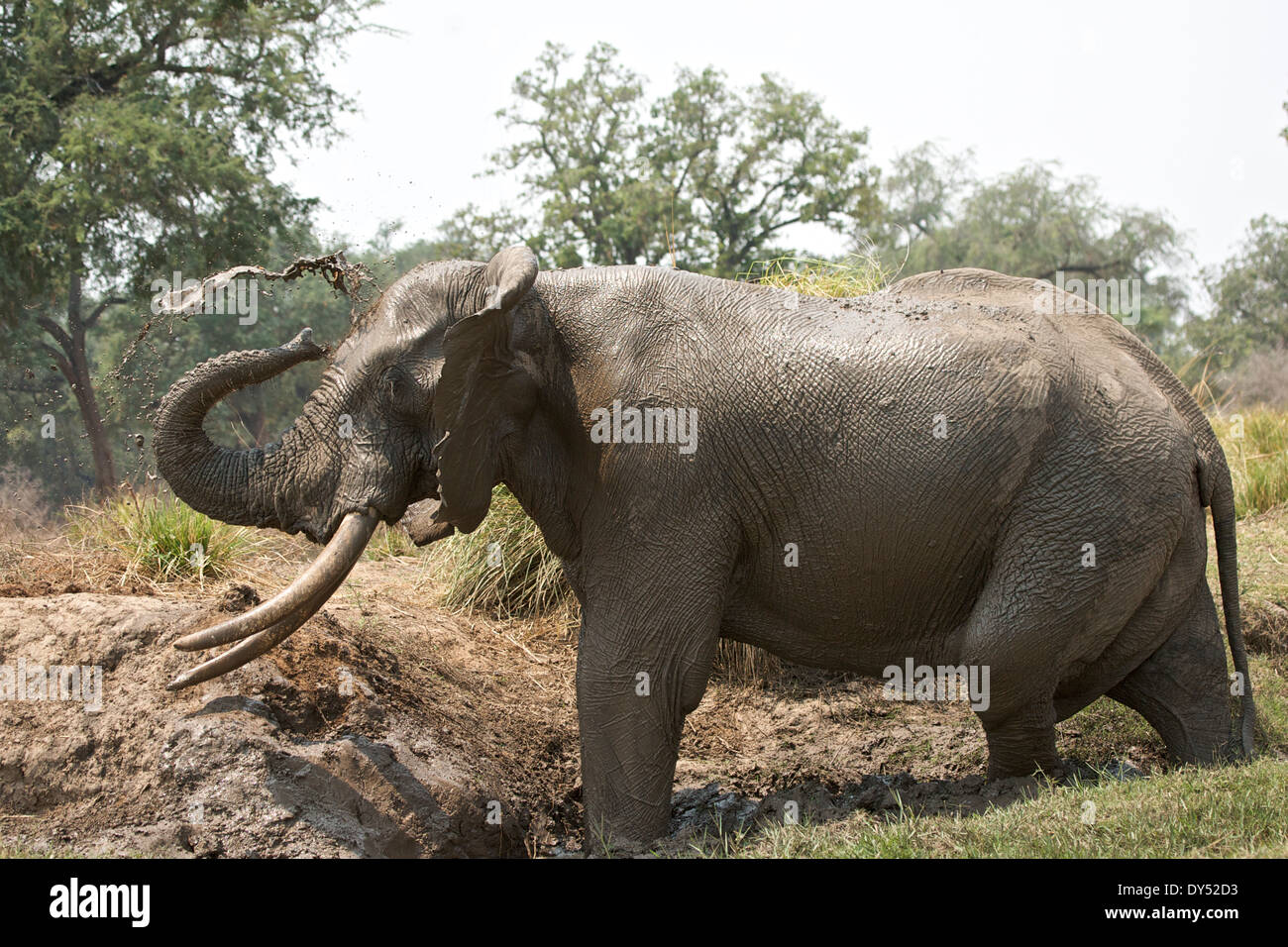 African elephant mud bath hi-res stock photography and images - Alamy