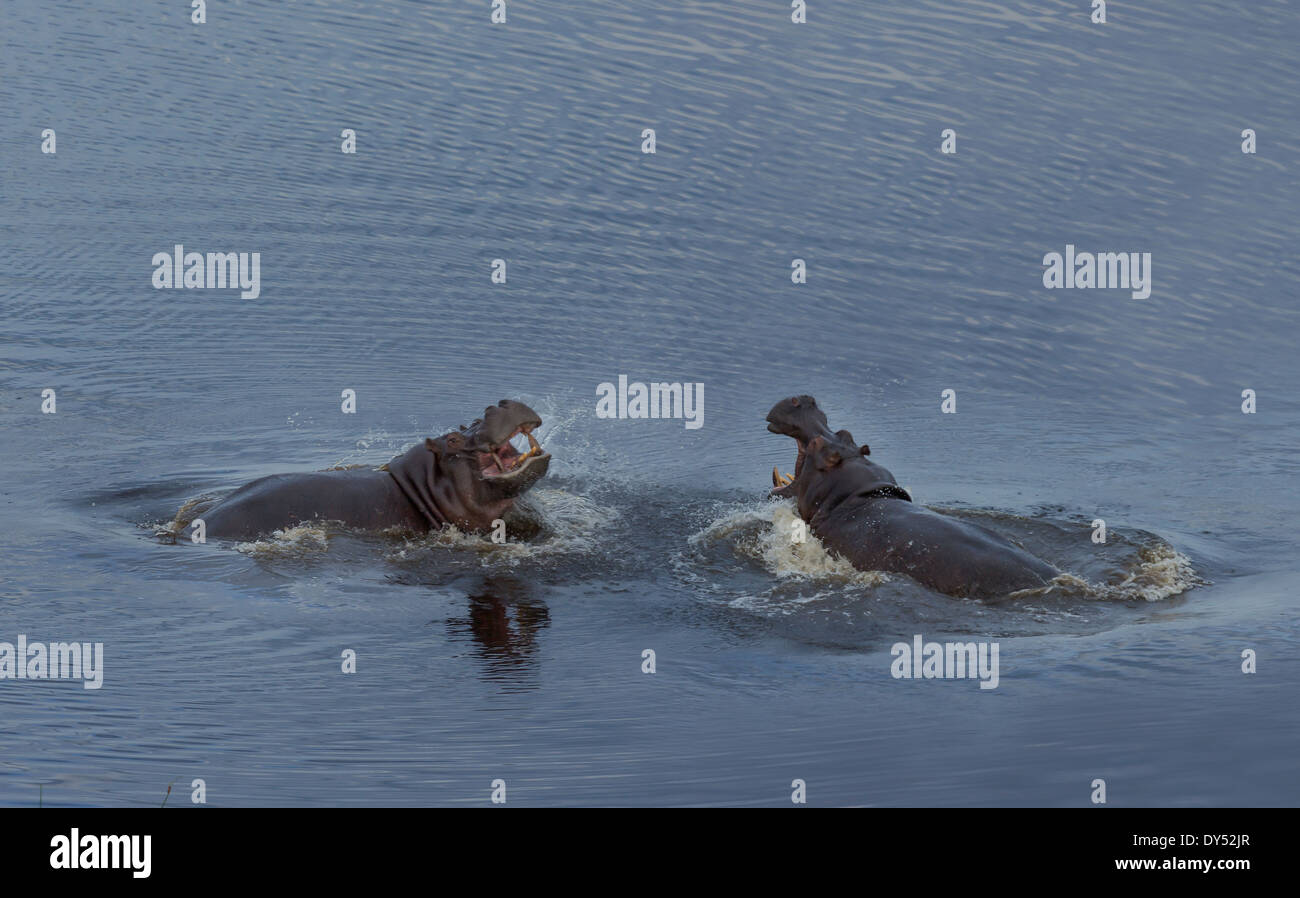 Fighting Hippos (Hippopotamus amphibius Stock Photo - Alamy