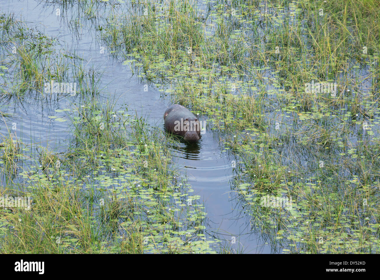 Hippo (Hippopotamus amphibius)in a swamp channel Stock Photo - Alamy