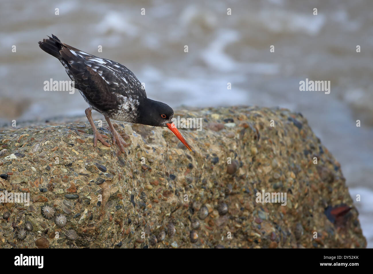 Melanism bird hi-res stock photography and images - Alamy