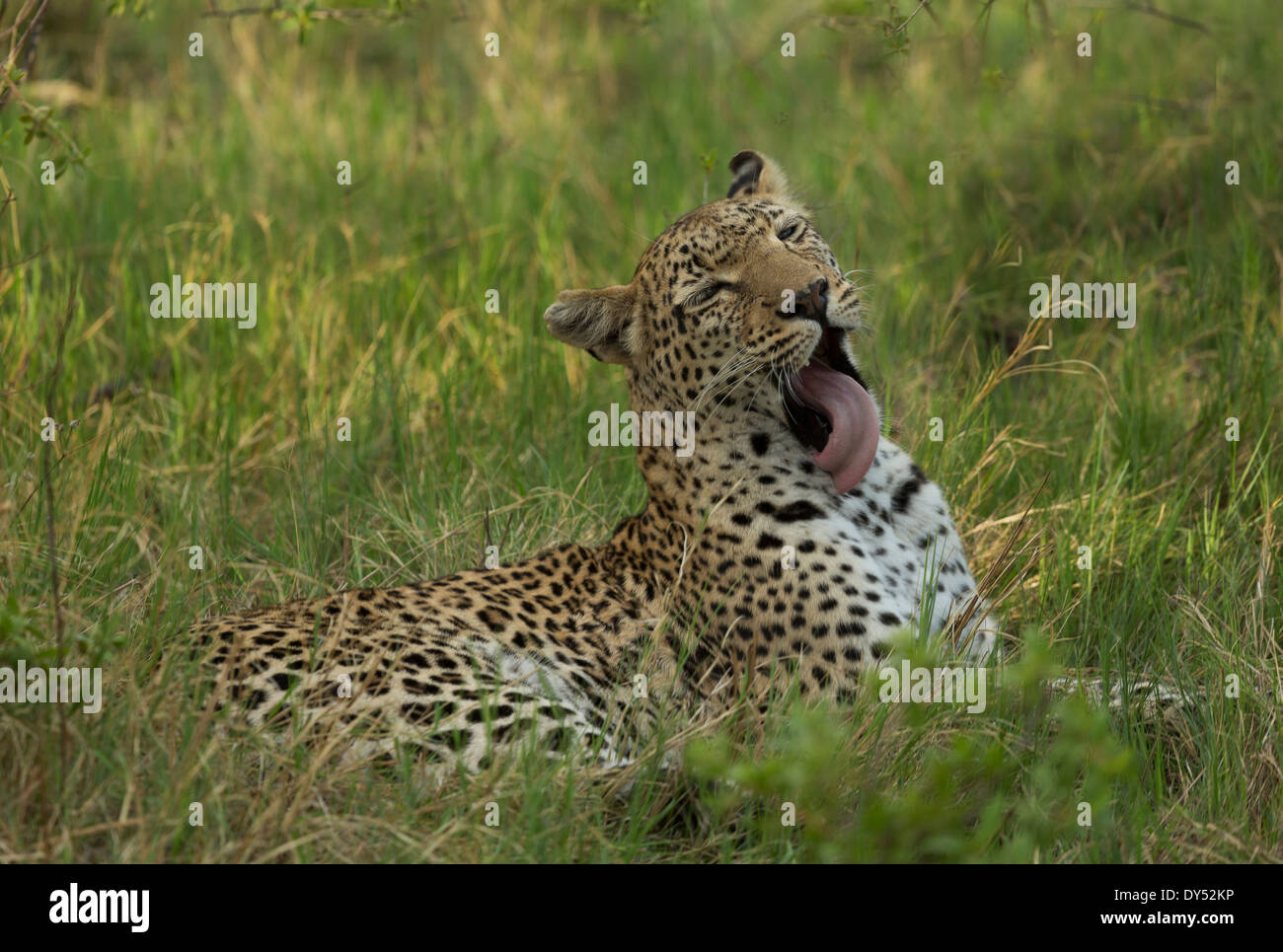 Relaxing Leopard (Panthera pardus Stock Photo - Alamy