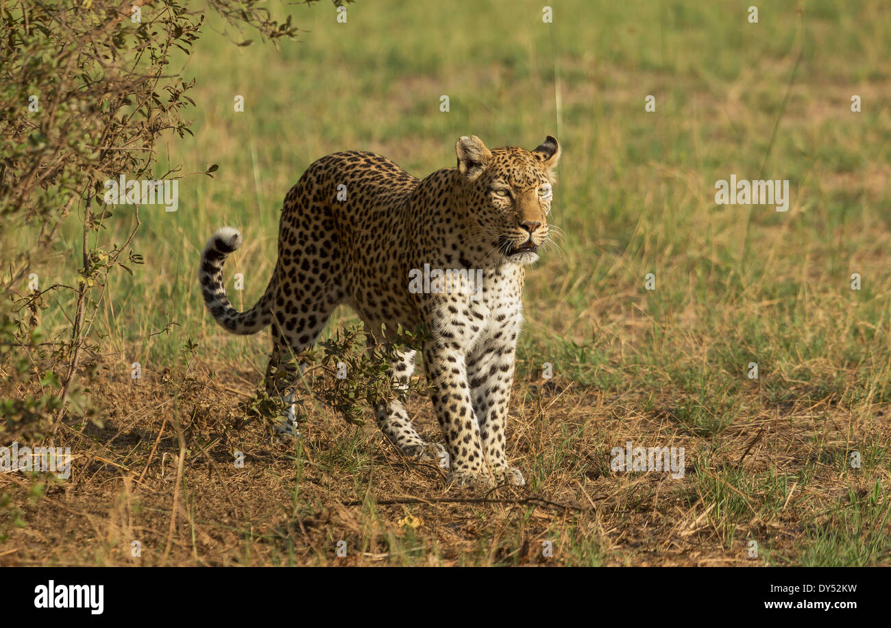 Hunting Leopard (Panthera pardus Stock Photo - Alamy