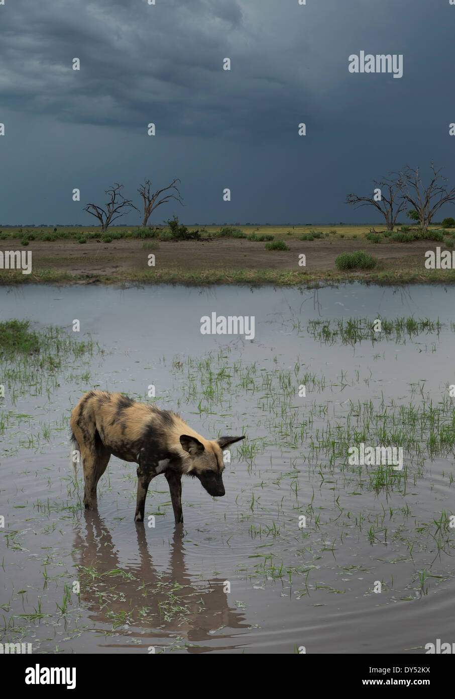 One african wild dog hi-res stock photography and images - Alamy