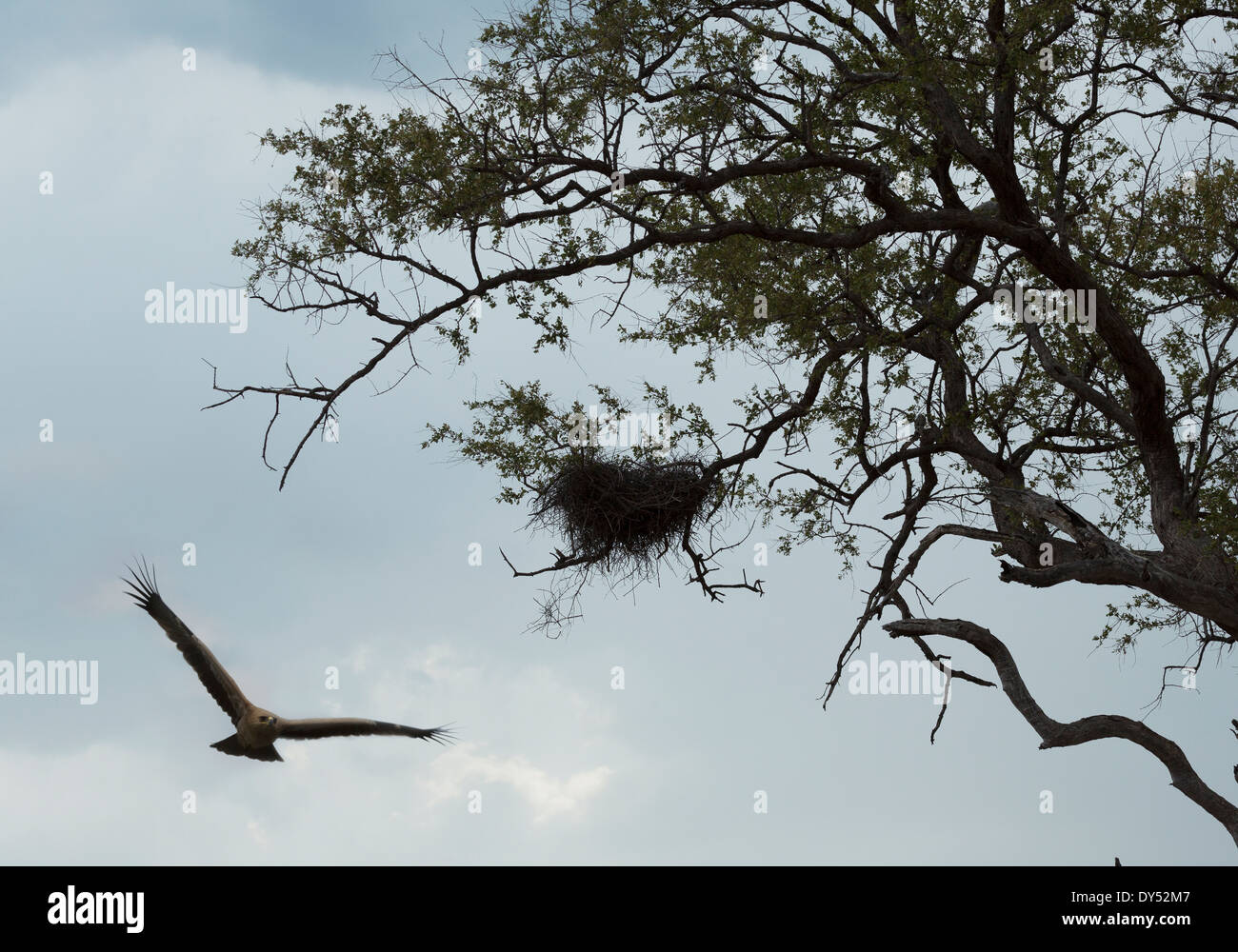 Reaching for the nest hi-res stock photography and images - Alamy