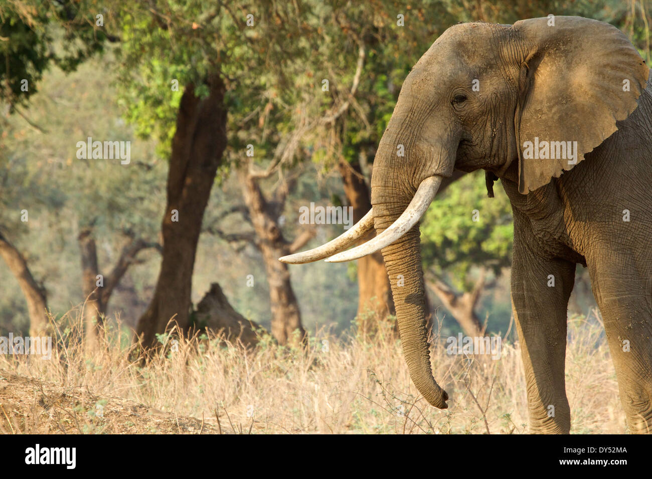 Elephant walking alone hi-res stock photography and images - Alamy