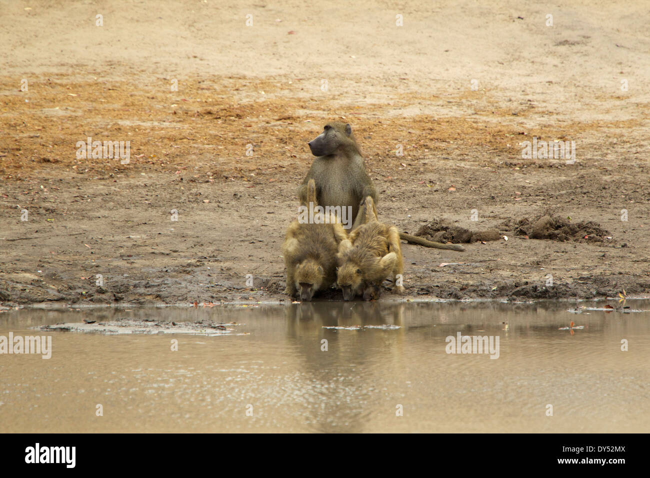 Dangerous baboons hi-res stock photography and images - Alamy